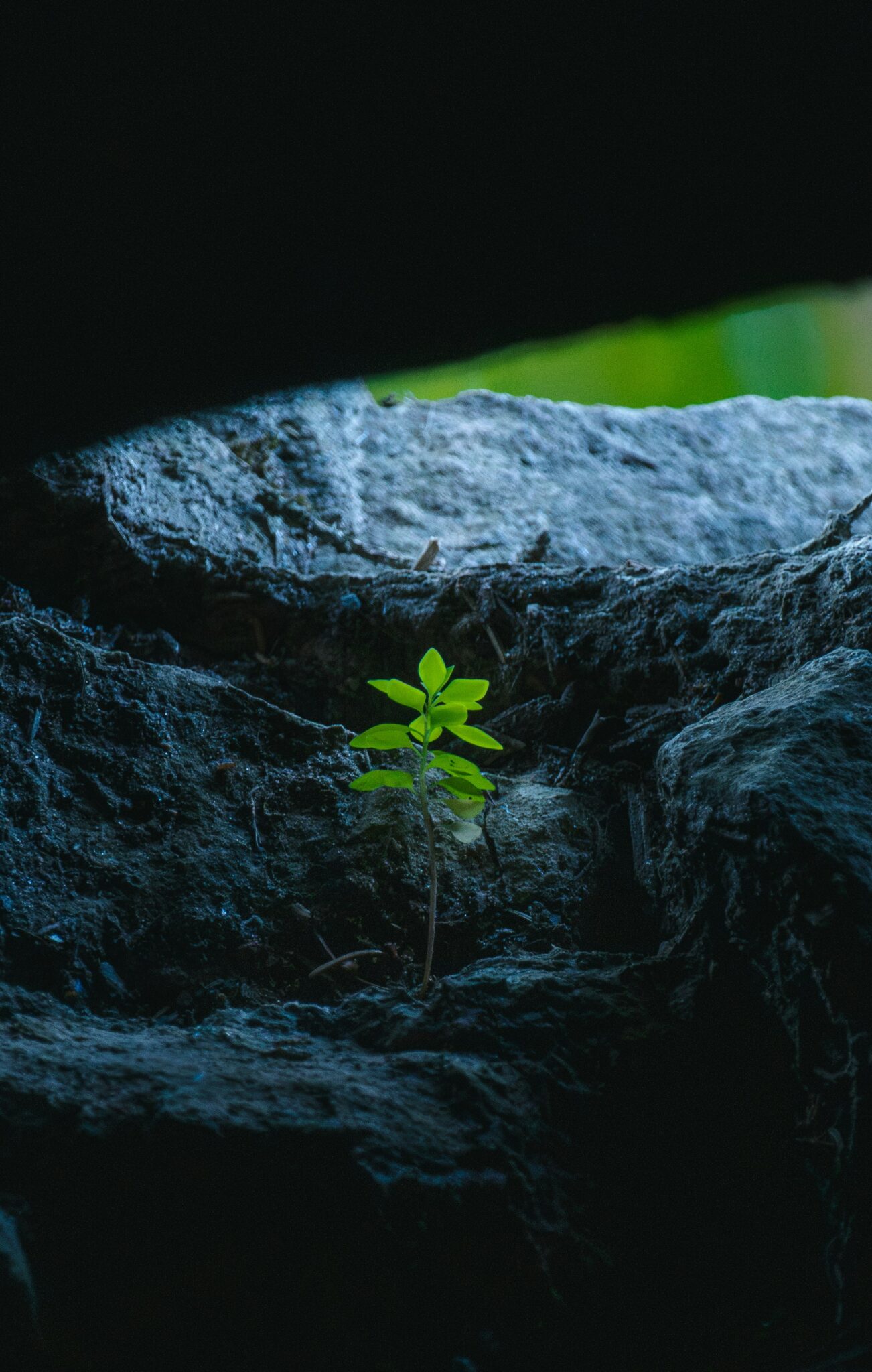 Evolved From Empathy | Real Stories of Addiction & Growth